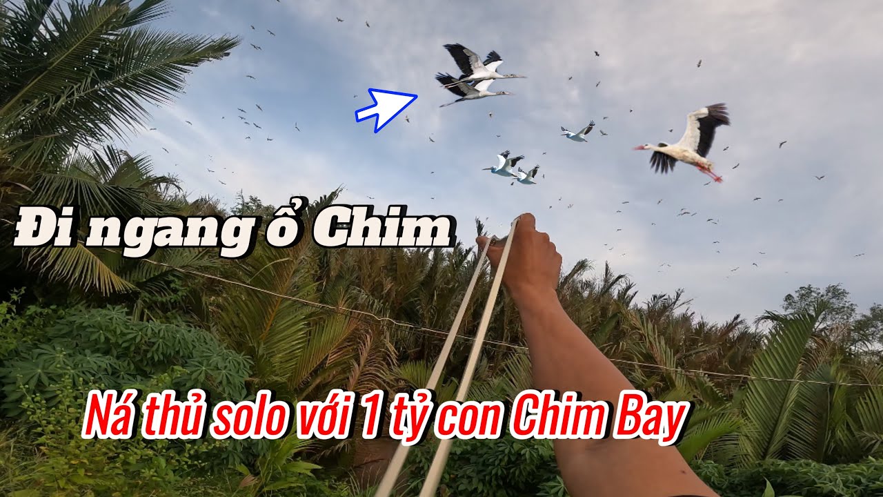 Bắn chim bay, phát hiện ổ chim cả tỷ con bay đen trời! - YouTube