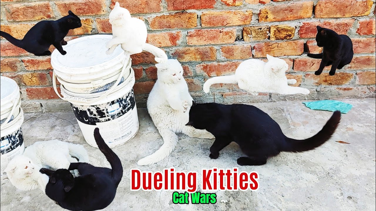 Cat Wars: Dueling Kitties - YouTube