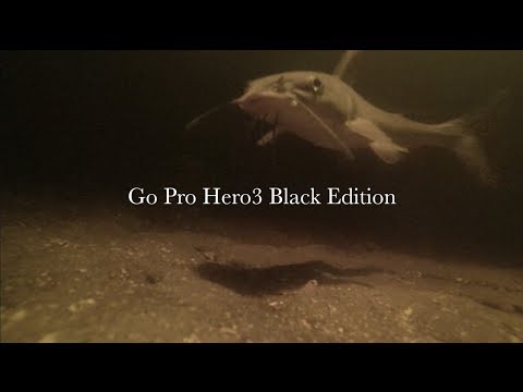 Catfish Attack GoPro Underwater During Night Fishing - YouTube