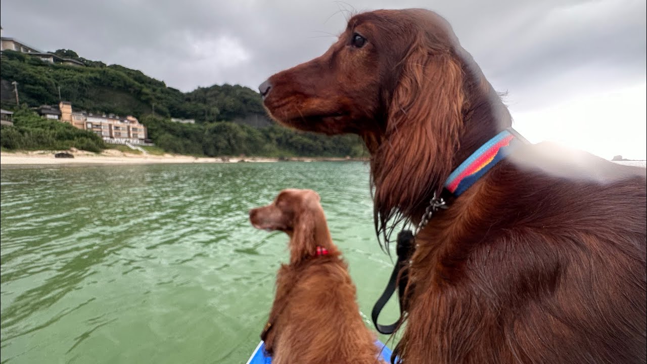 July 2023 Sotoura Beach Ep. 115 | Irish Setter - YouTube