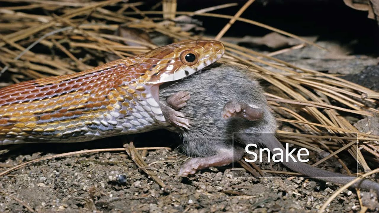 Rat Snake (Garadiya) - YouTube