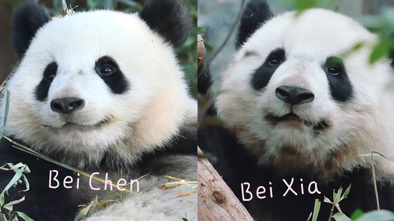 Twins Bei Chen & Bei Xia, you boys are super duper sweet😍😂😂 - YouTube