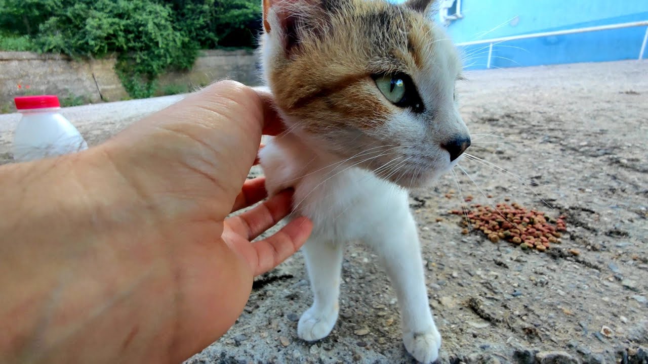 Helping homeless cats - YouTube