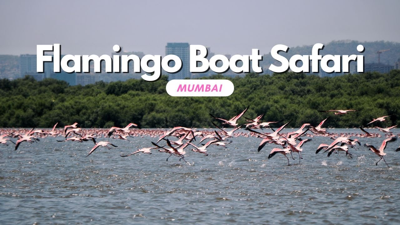 Flamingo Boat Safari Mumbai | Flamingo in Mumbai | Flamingo Migration ...
