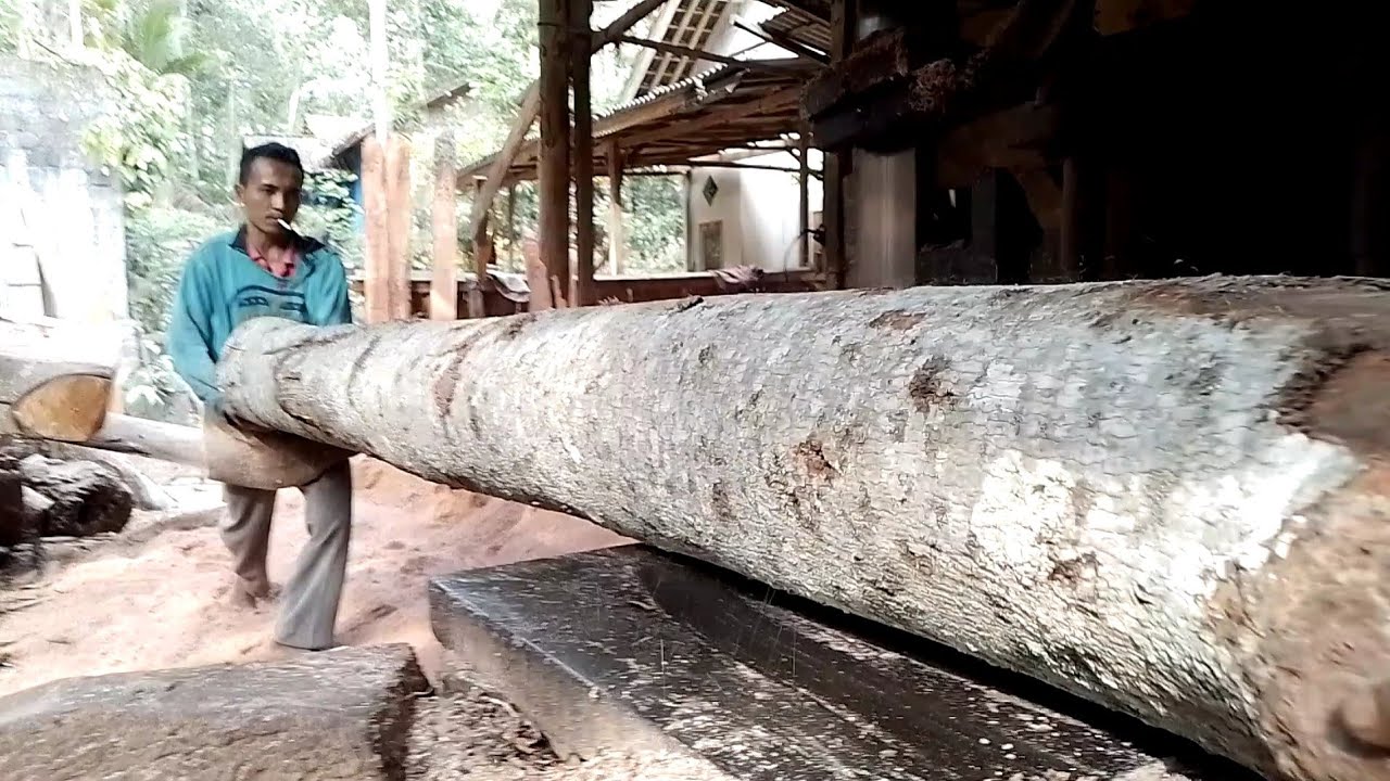 splitting durian wood, for building materials with super power - YouTube