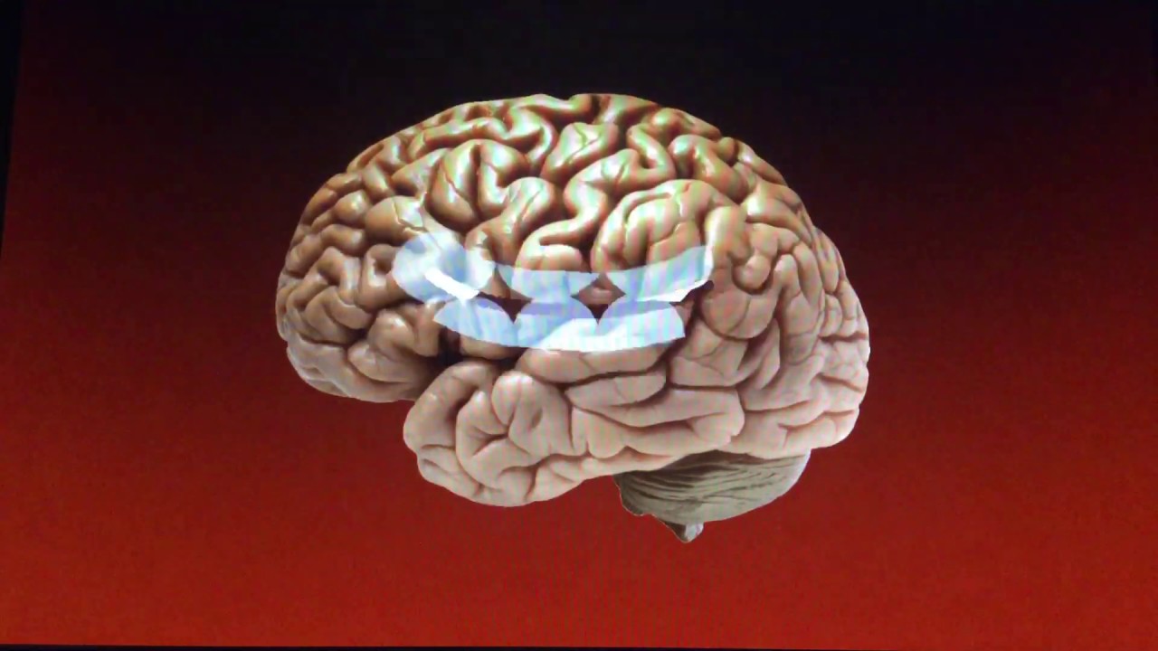 The Brain Song - YouTube