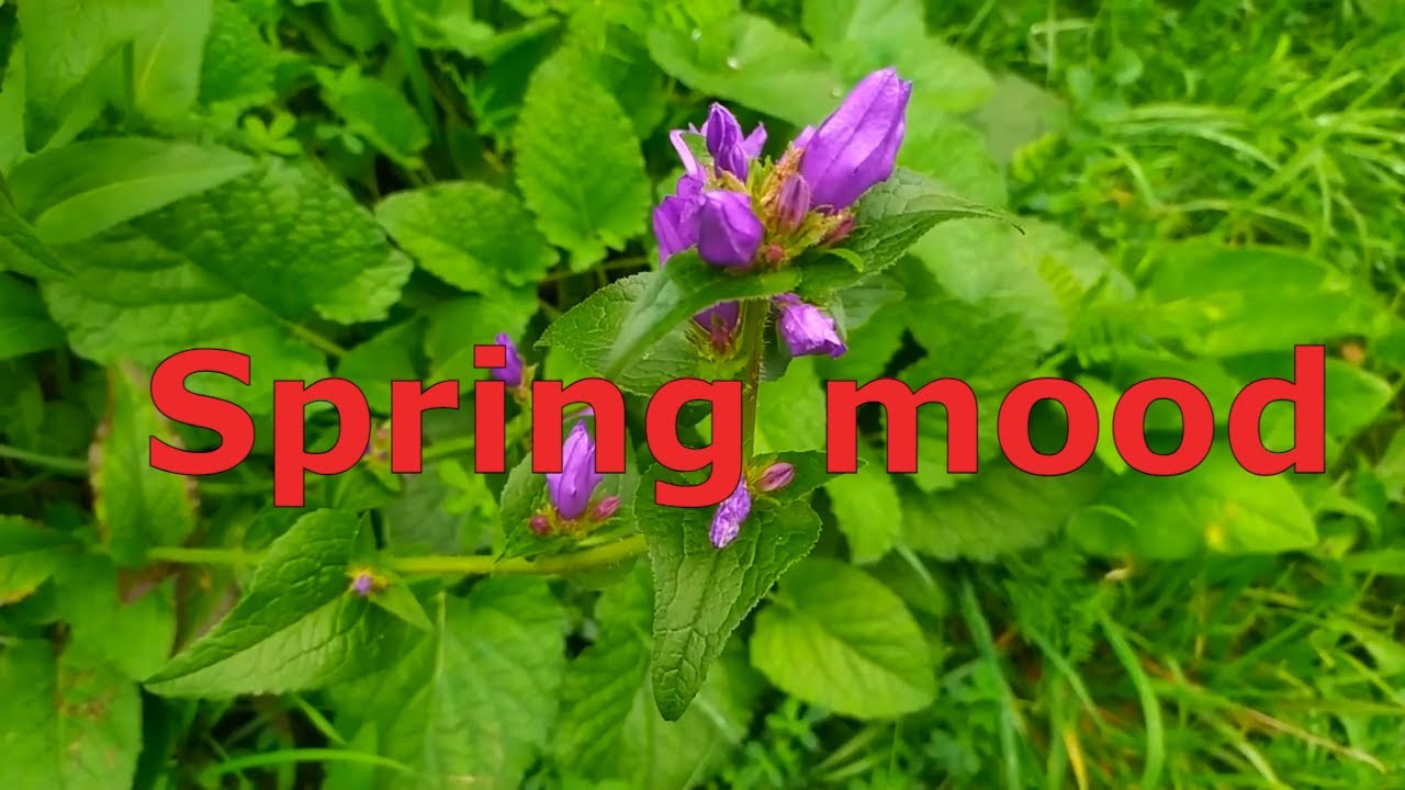 Spring mood Relaxing video for soul - YouTube