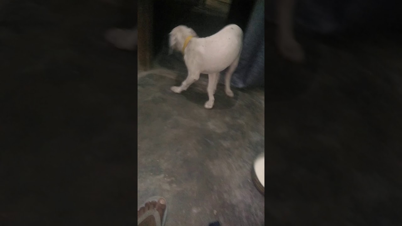 Zara Pakistani bully dog eating - YouTube