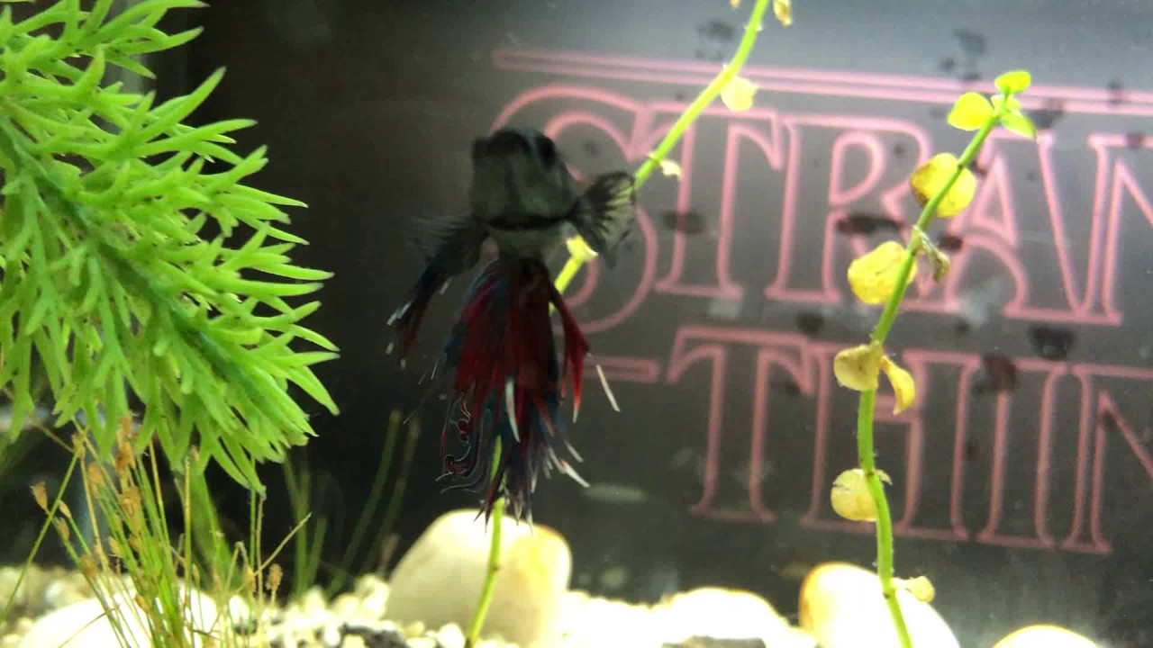 Stranger Things Aquarium | Crown Tail Betta - The Fighter Fish with ...