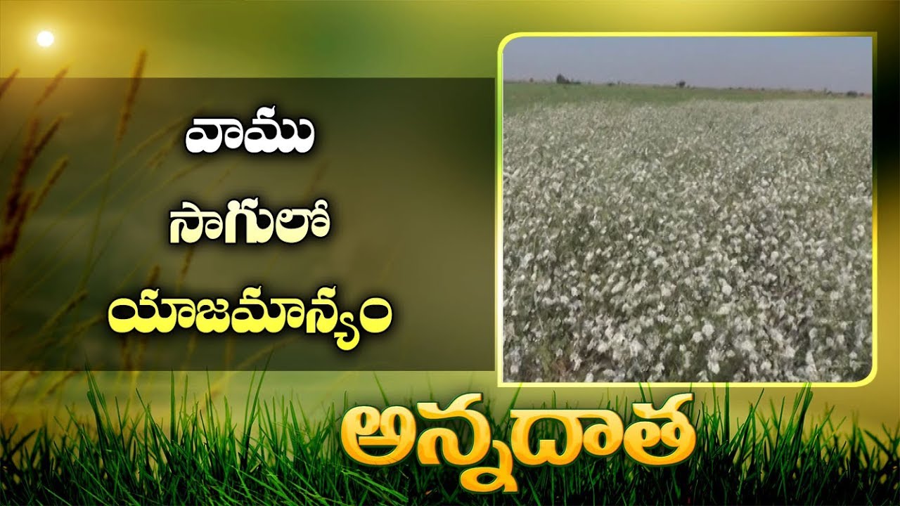 Cultivation Tips of Azwain | Vaamu - YouTube