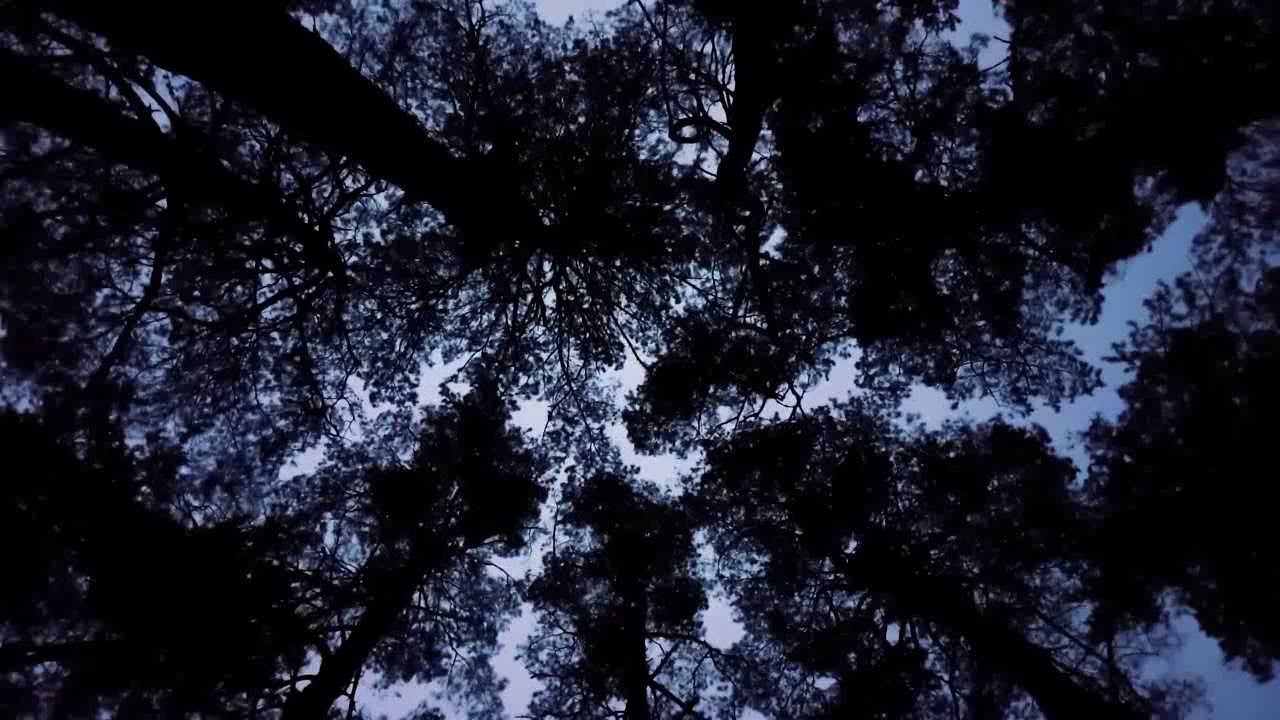 Forêt inquiétante, bruits bizarres - En quête de l'étrange - Teaser ...