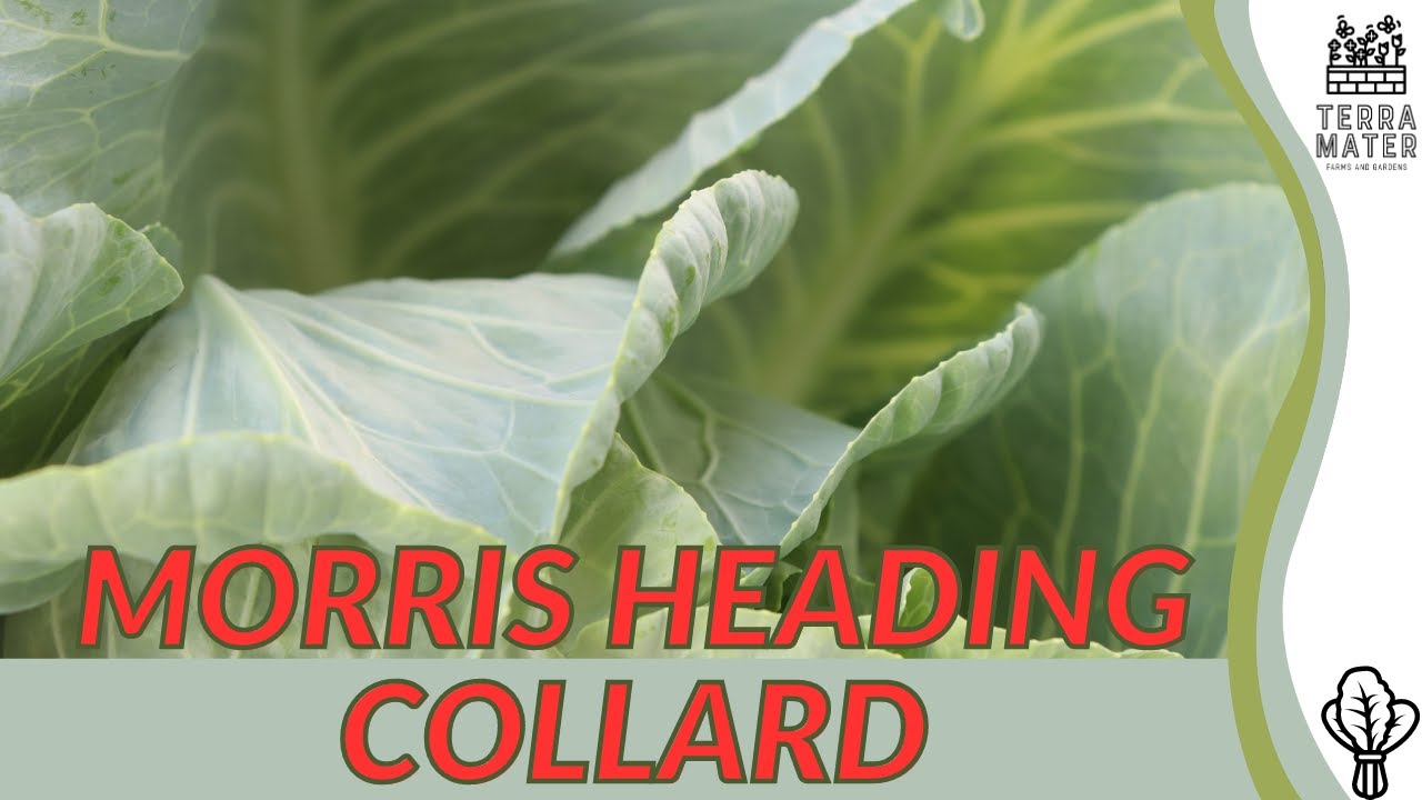 MORRIS HEADING COLLARD - A Brief Educational Dive into Nutrient-Rich ...
