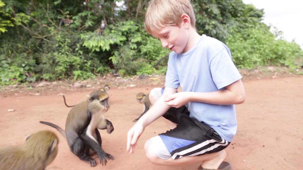 Boabeng-Fiema Monkey Sanctuary - YouTube
