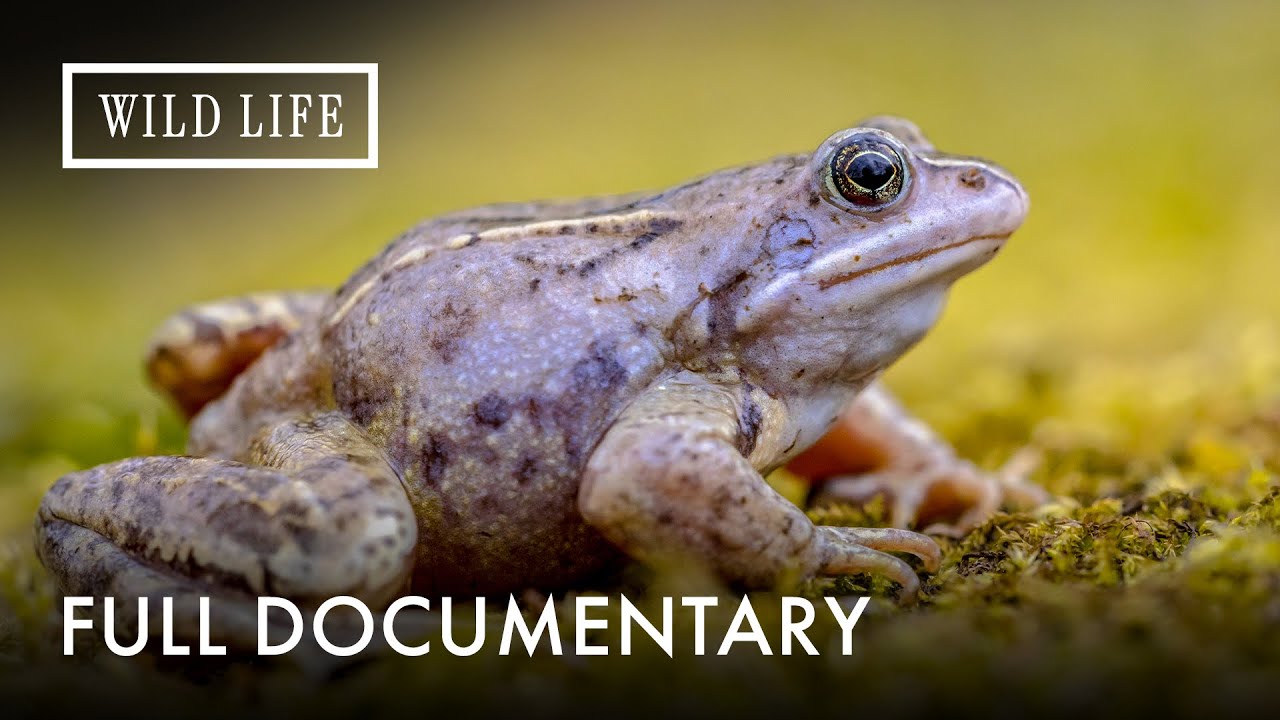 The Purple Frog & Friends: Nature’s Hidden Treasures | Full Documentary ...