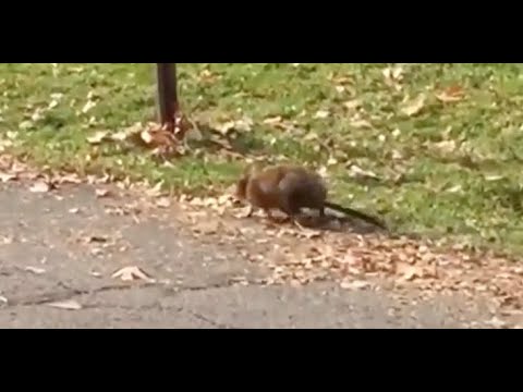 Muskrat walking down road - YouTube