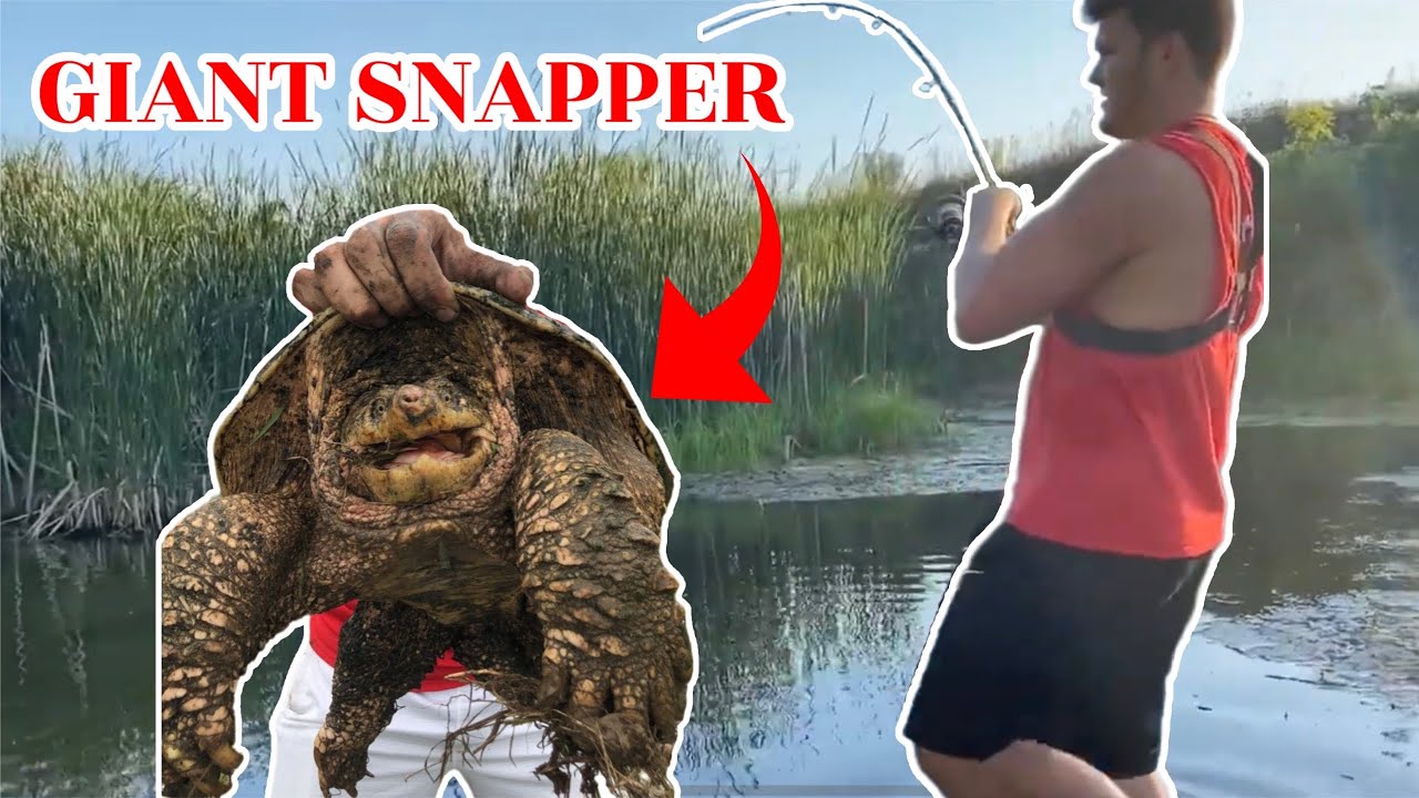 CATCHING A GIANT SNAPPING TURTLE BY HAND | Stream Bass Fishing - YouTube