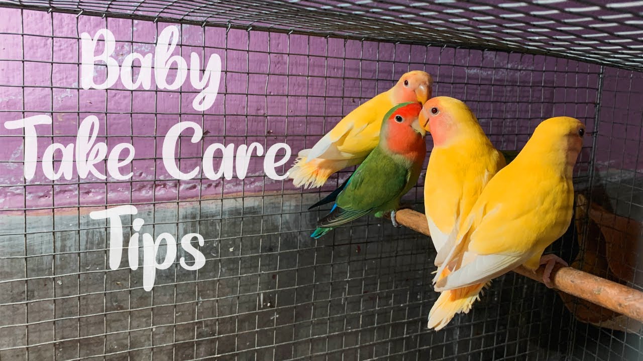 Love Bird Baby Caring Tips | Rosy Love Bird Breeding - YouTube
