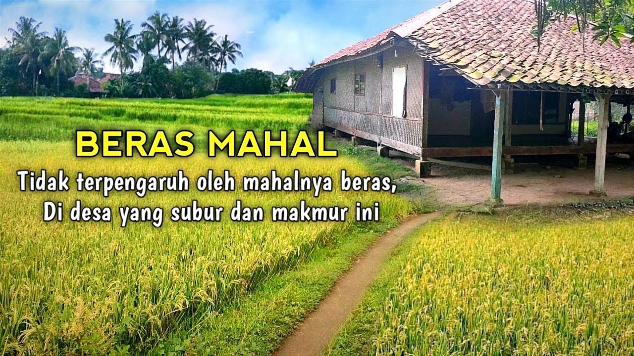 Subur makmur di desa Karangmulya bojongmangu Bekasi || keindahan sawah ...