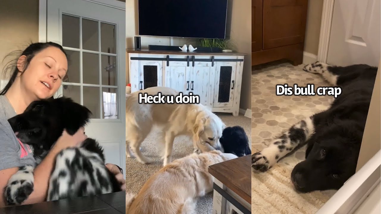 Wednesday Shenanigans | Puppy Has A Boring Day - YouTube