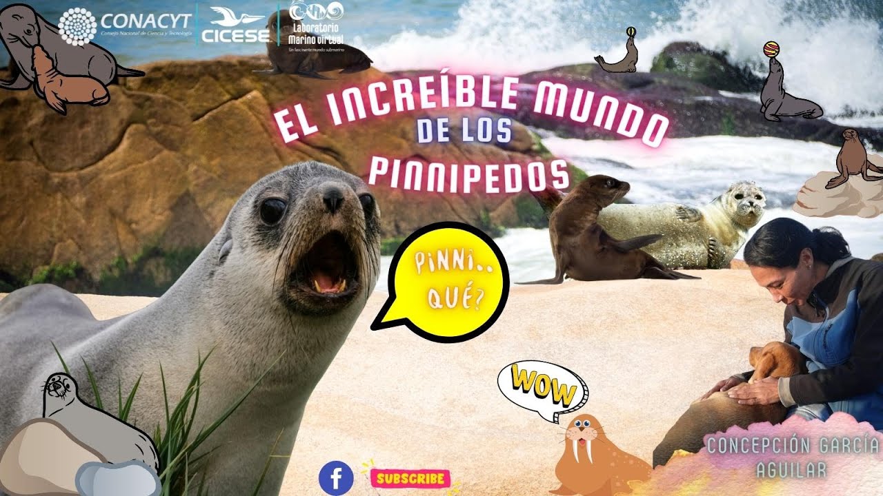 El increíble mundo de los Pinnípedos... ¿Pinni-qué? - YouTube