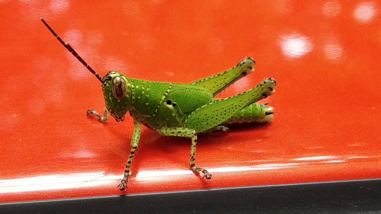 Grasshopper's ride! - YouTube