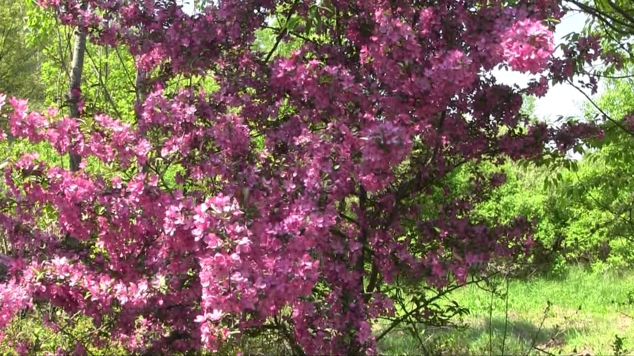 Prairie Fire Crabapple Tree in Bloom - YouTube