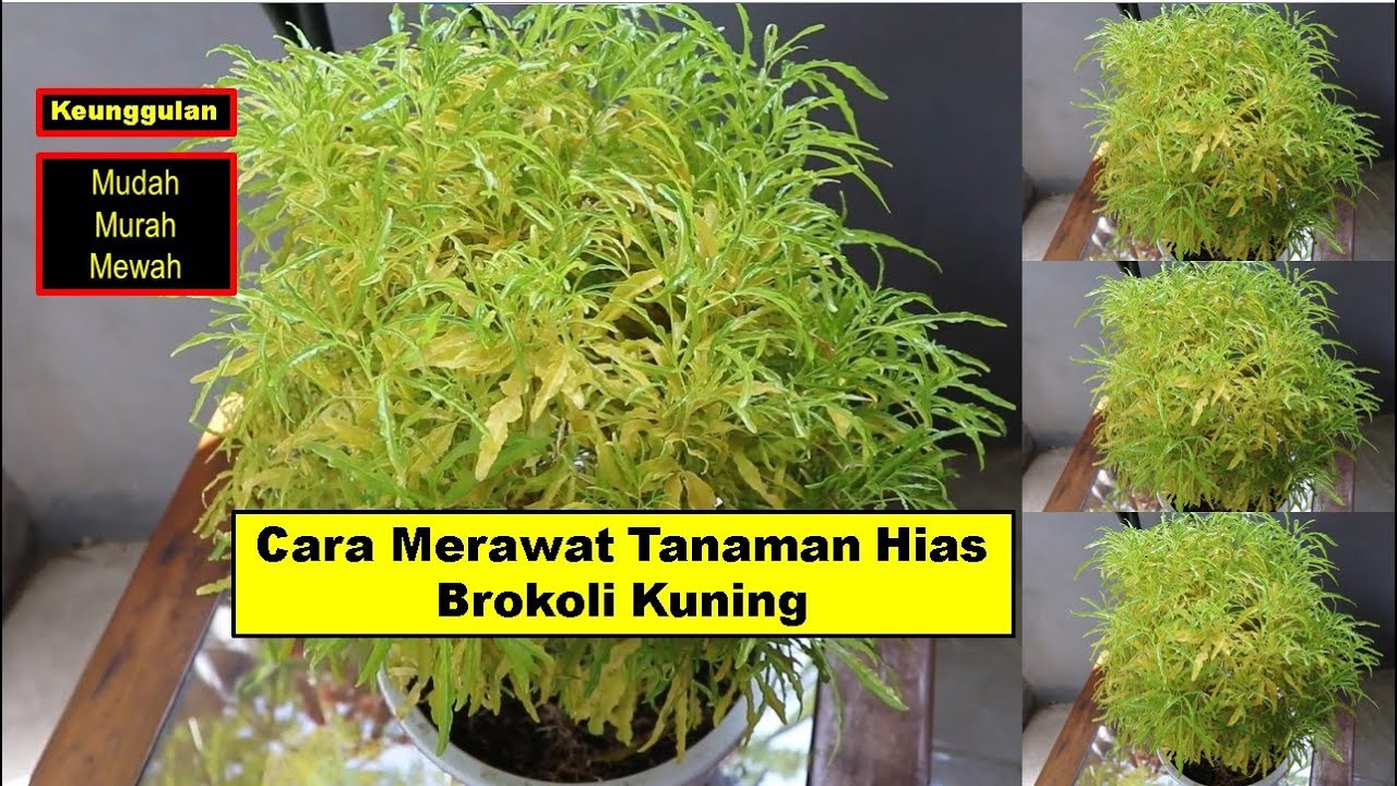 Cara Merawat Tanaman Hias Brokoli Kuning - YouTube