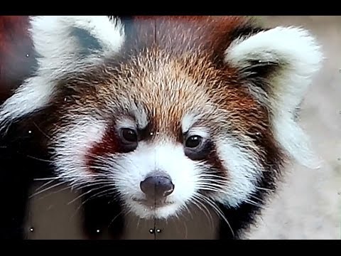 Red Raccoon | Winnipeg ZOO - YouTube