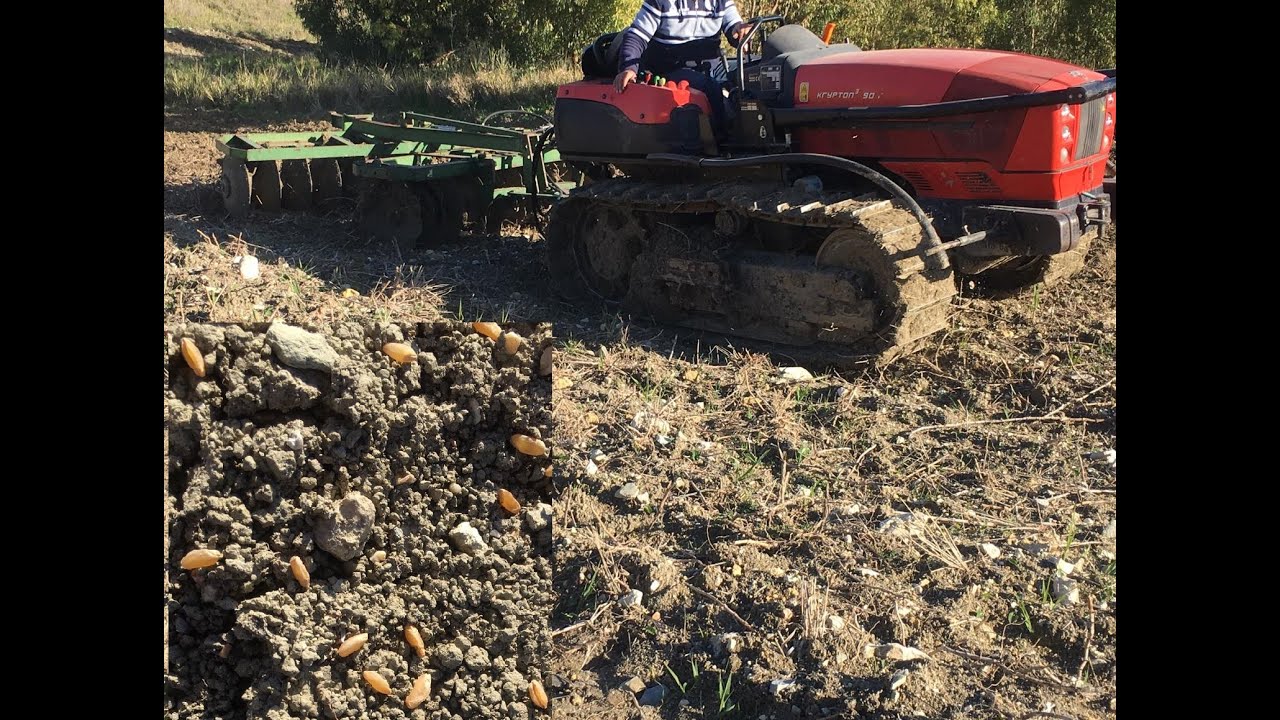 SEMINA GRANO DURO CON SPANDICONCIME E ARATRO A DISCHI - YouTube