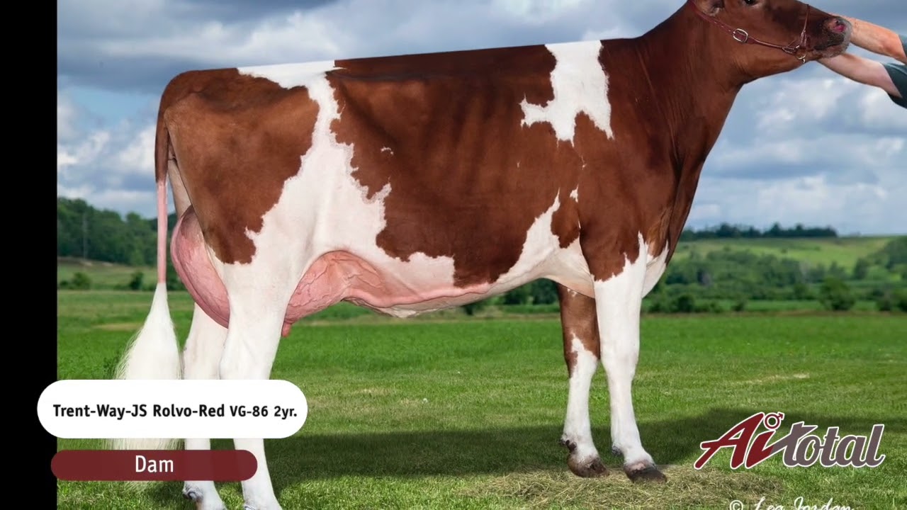 Red Holstein Friesian Bull