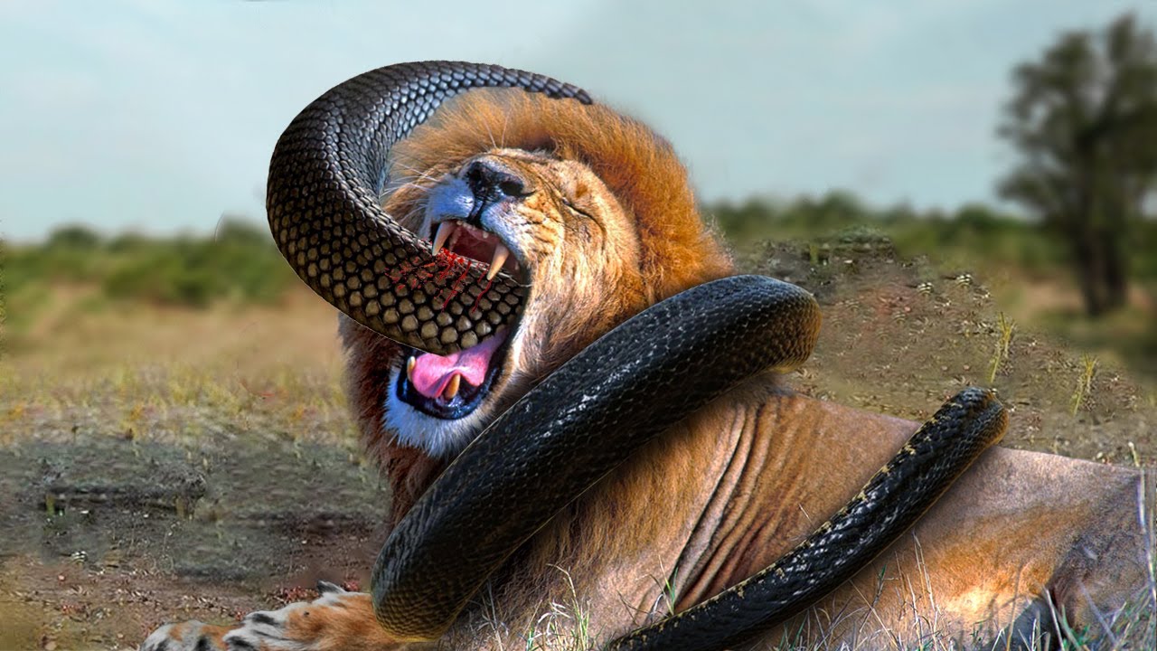 Unbearable! Lion Struggled In Pain But Could Not Escape Giant Snake ...