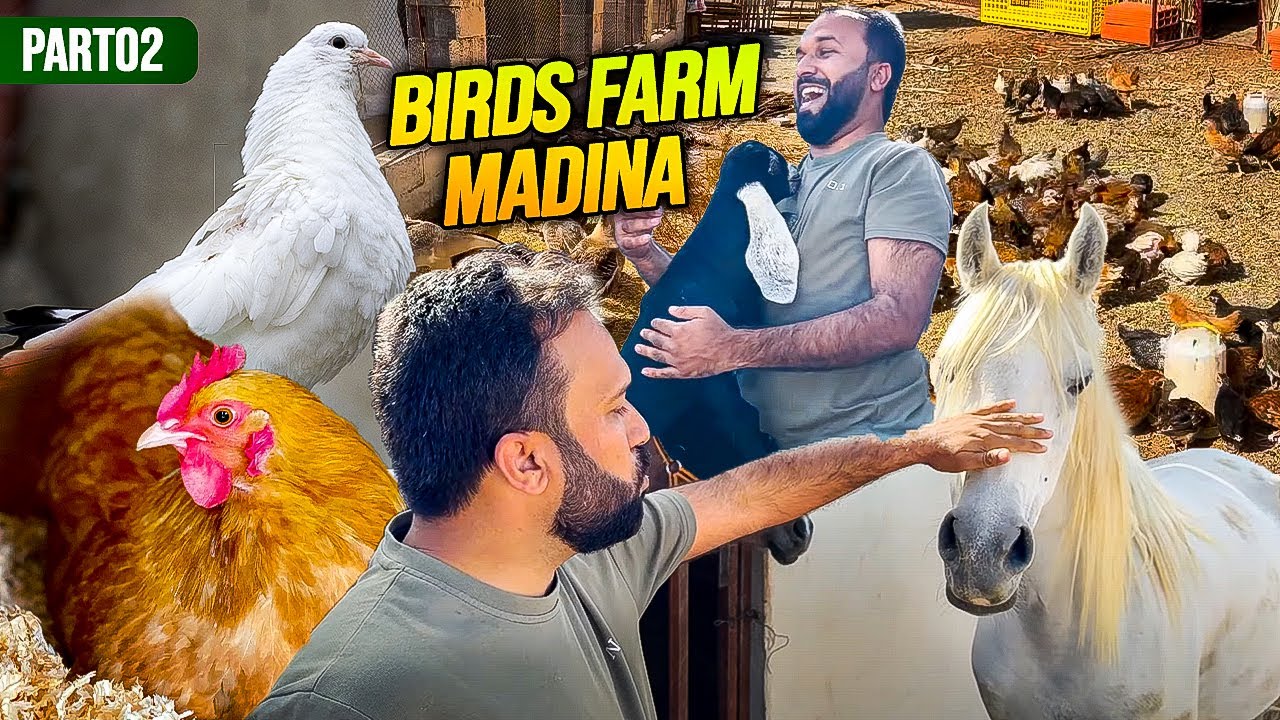 Madina Mein Private Birds Farm | Goats & Horses Bhi | Village in City ...