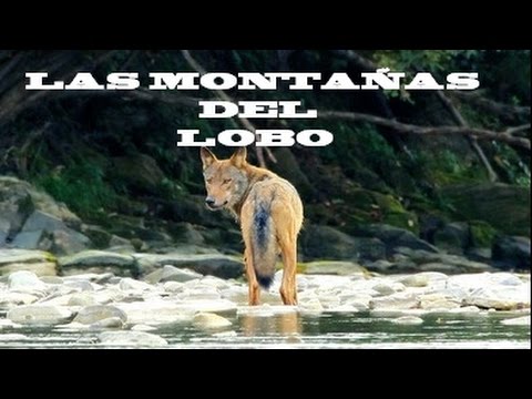 Las montañas del lobo National geographic Documental en HD - YouTube