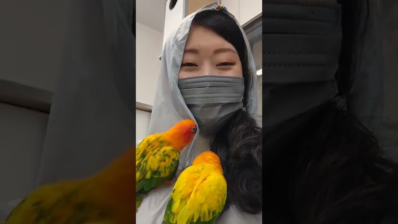 I Held A Duck 🥺 // Bird Cafe JAPAN @鳥のいるカフェ - YouTube