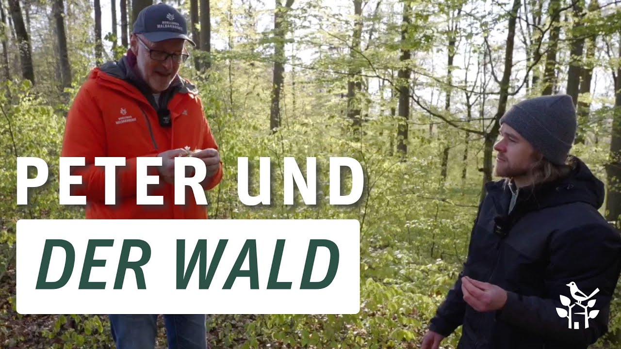 Peter und der Wald - Wildkräuter sammeln mit Jan - YouTube