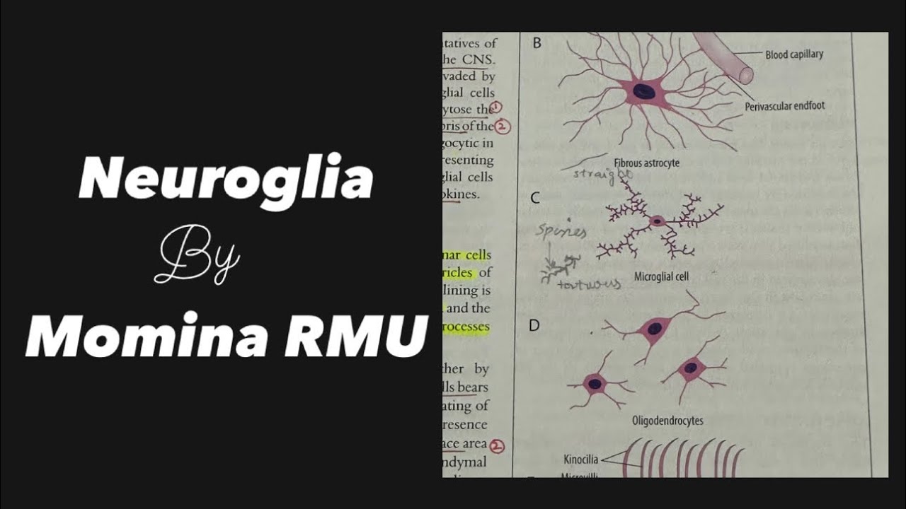 Neuroglia | Nervous Tissue | Histology - YouTube