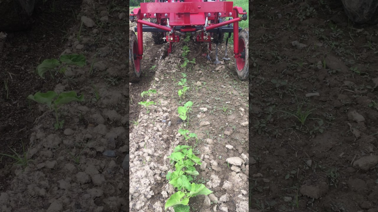 Oggún Tractor cultivating at Cornell Student Organic Farm - YouTube