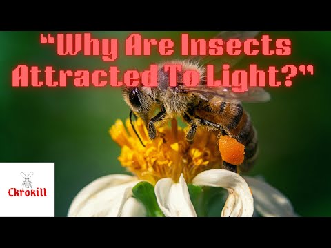 Where Is An Insects Brain Located