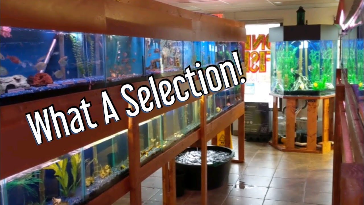 Local Fish Store Tour - One Fish Two Fish - YouTube
