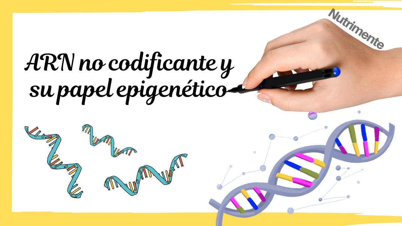 ARN no codificante y su papel EPIGENÉTICO (ARNlnc, microARN, ARNsi y ...