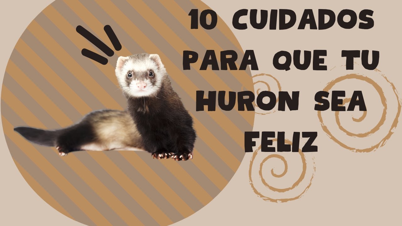 10 cuidados esenciales para tener un huron feliz - YouTube