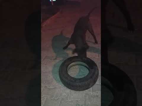 Canecorso Pablo araba lastiği ile oynadı