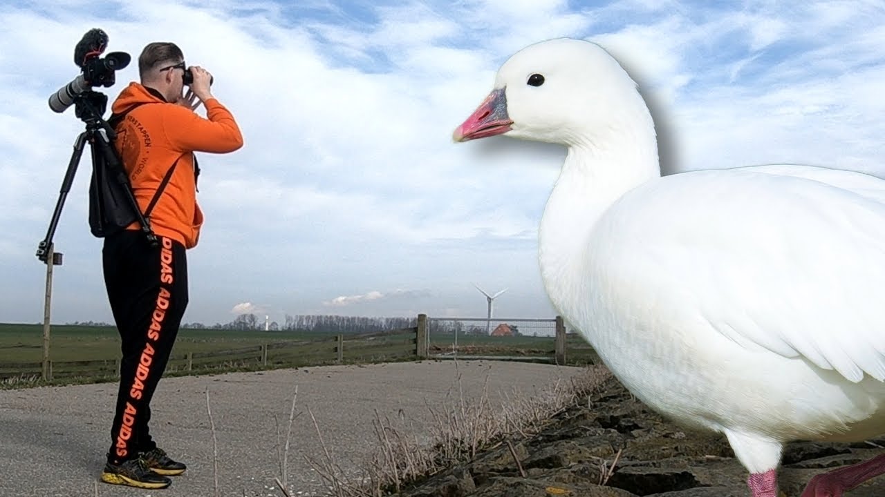 Filming a Mega Rare bird from America in Europe! - YouTube