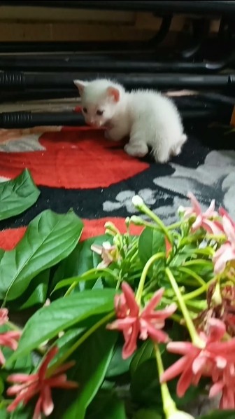 Today kittens are 549 and 454 and 403 and 397 and 390 and 299 and 225 ...