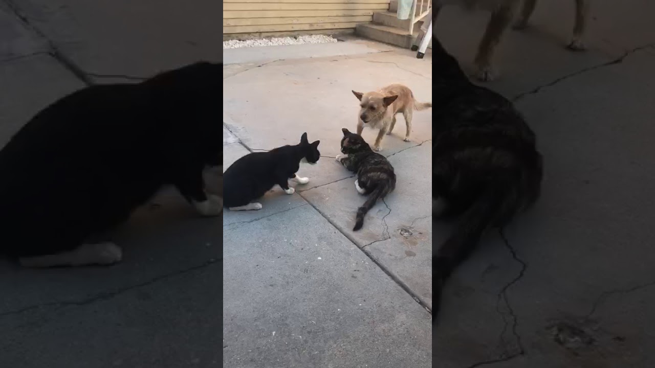 Gatos peleando - YouTube