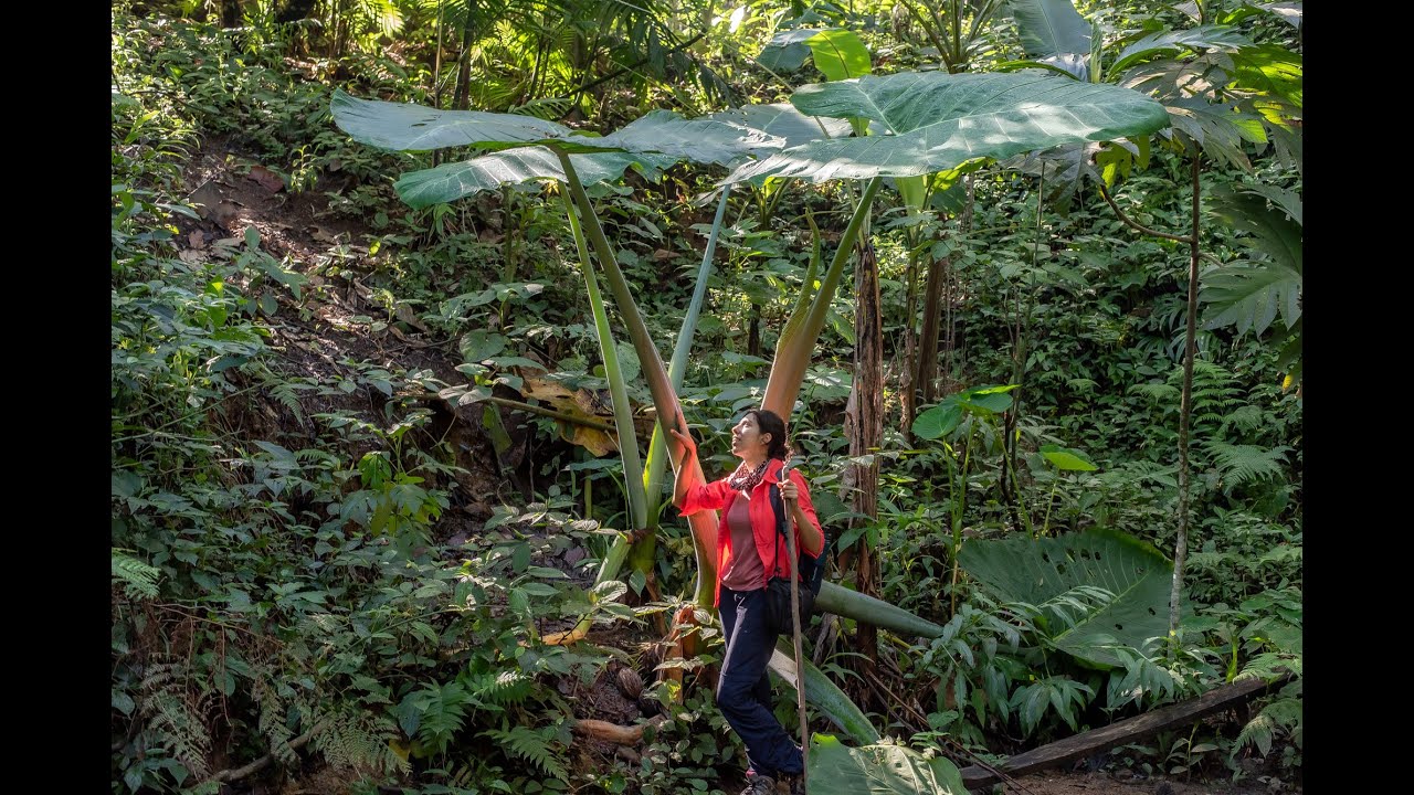 Los secretos de la selva en Tabasco - YouTube