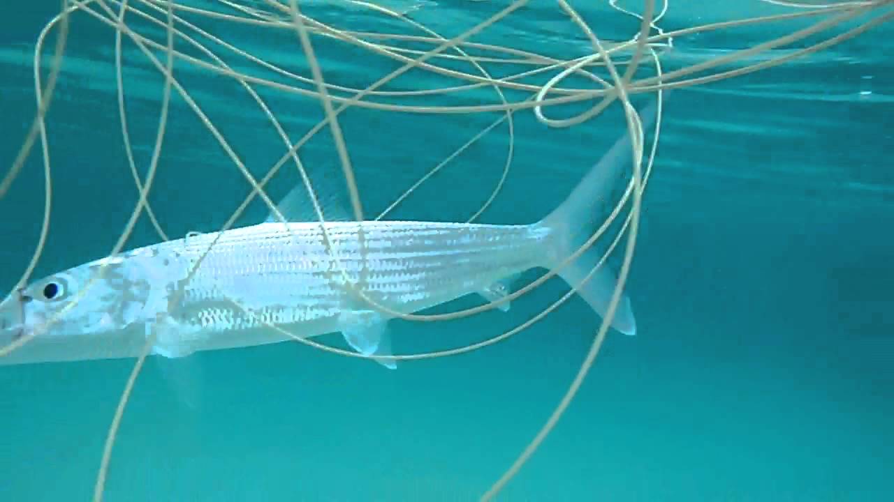 Under water Bonefish fight - YouTube