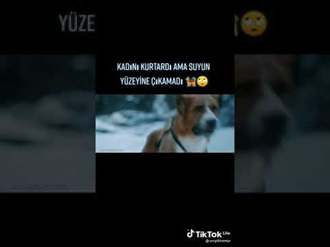 Bir  köpeğin   dostluğu