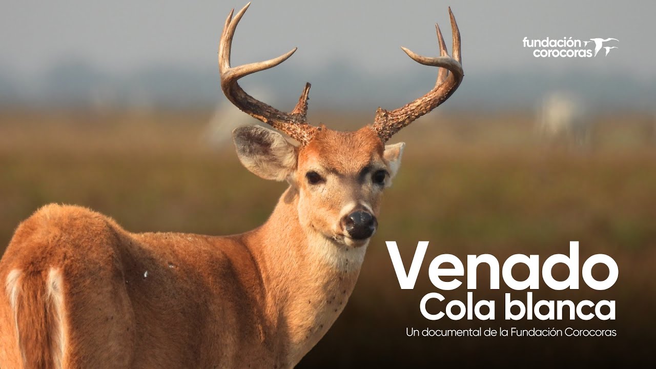 Documental | Venado cola blanca - YouTube