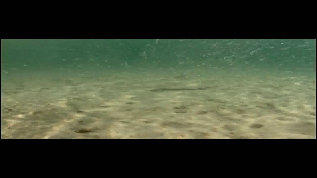 Sand Flathead Fish - YouTube